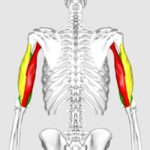 Die besten Trizeps Übungen für dein Trizeps Training - fiinuh
