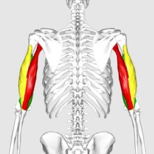 Die besten Trizeps Übungen für dein Trizeps Training - fiinuh